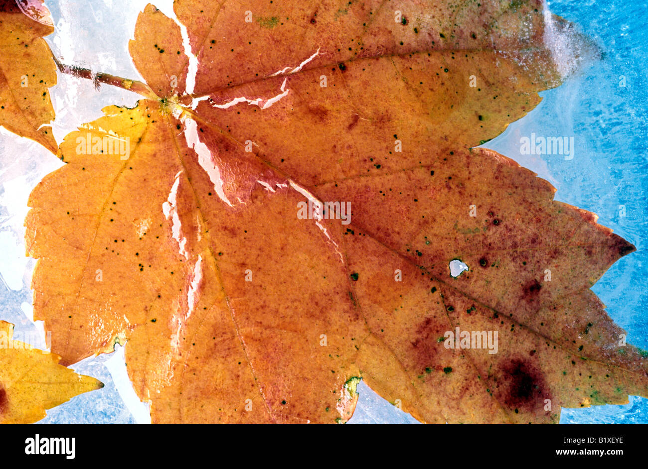 Frozen maple leaf Stock Photo - Alamy