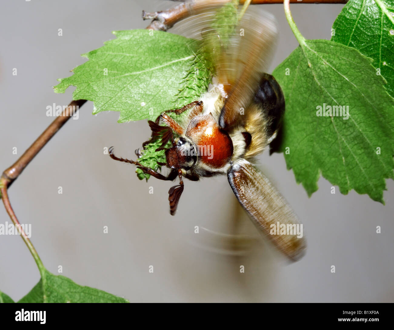 Moustache bug hi-res stock photography and images - Alamy