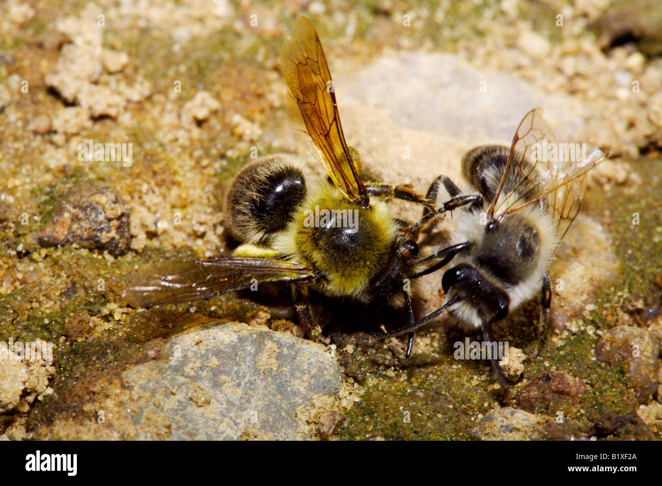 Insect fight hi-res stock photography and images - Alamy