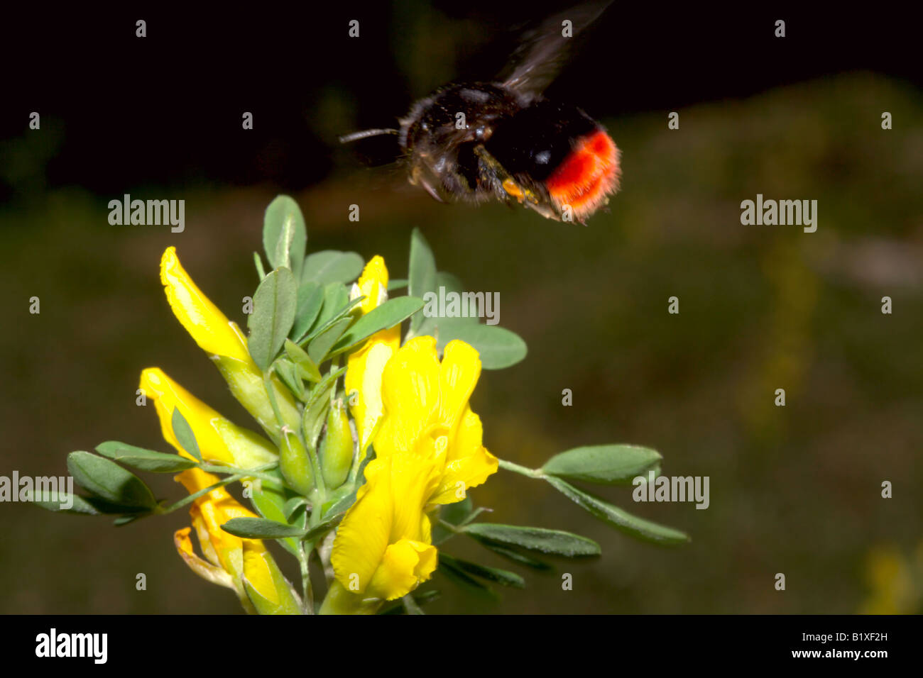 Flight of Bumble-bee Stock Photo - Alamy