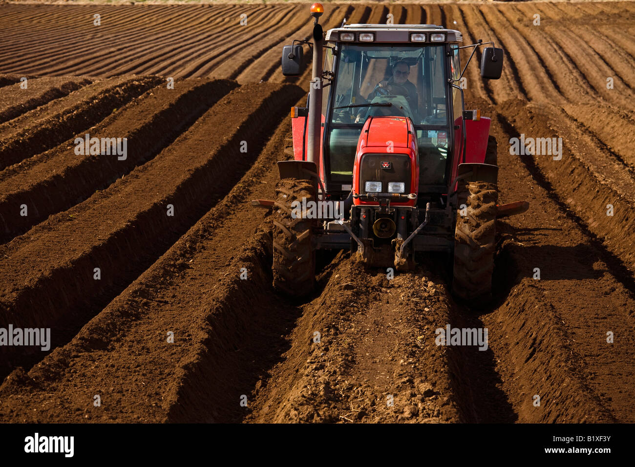 Farmer with tractor tending ploughed furrows getting ready to plant ...