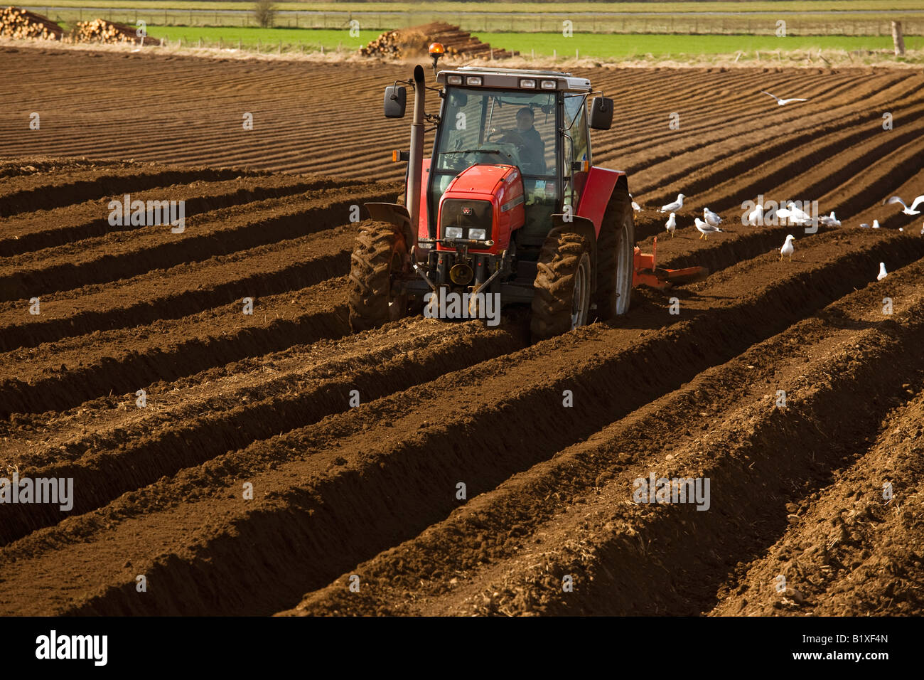Farmer with tractor tending ploughed furrows getting ready to plant ...