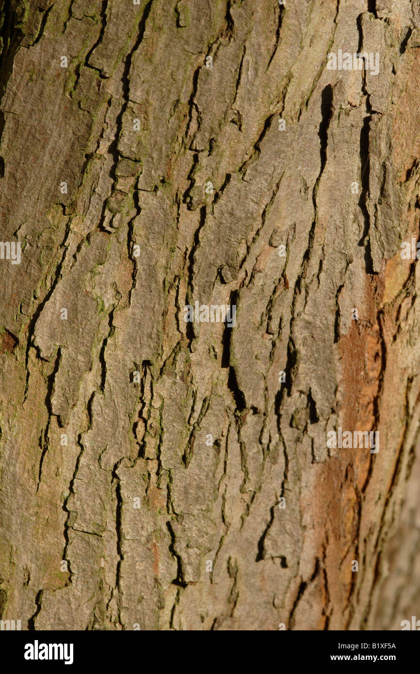Midland hawthorn (Crataegus laevigata) bark, England, UK Stock Photo ...