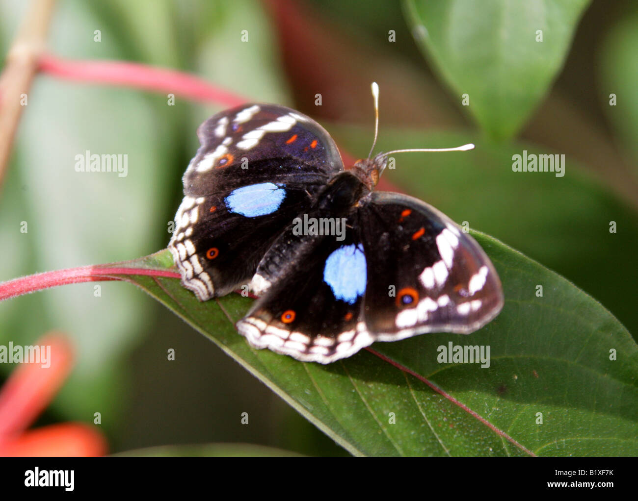 Black Pansy Butterfly, Precis oenone, Nymphalidae, Africa Stock Photo ...