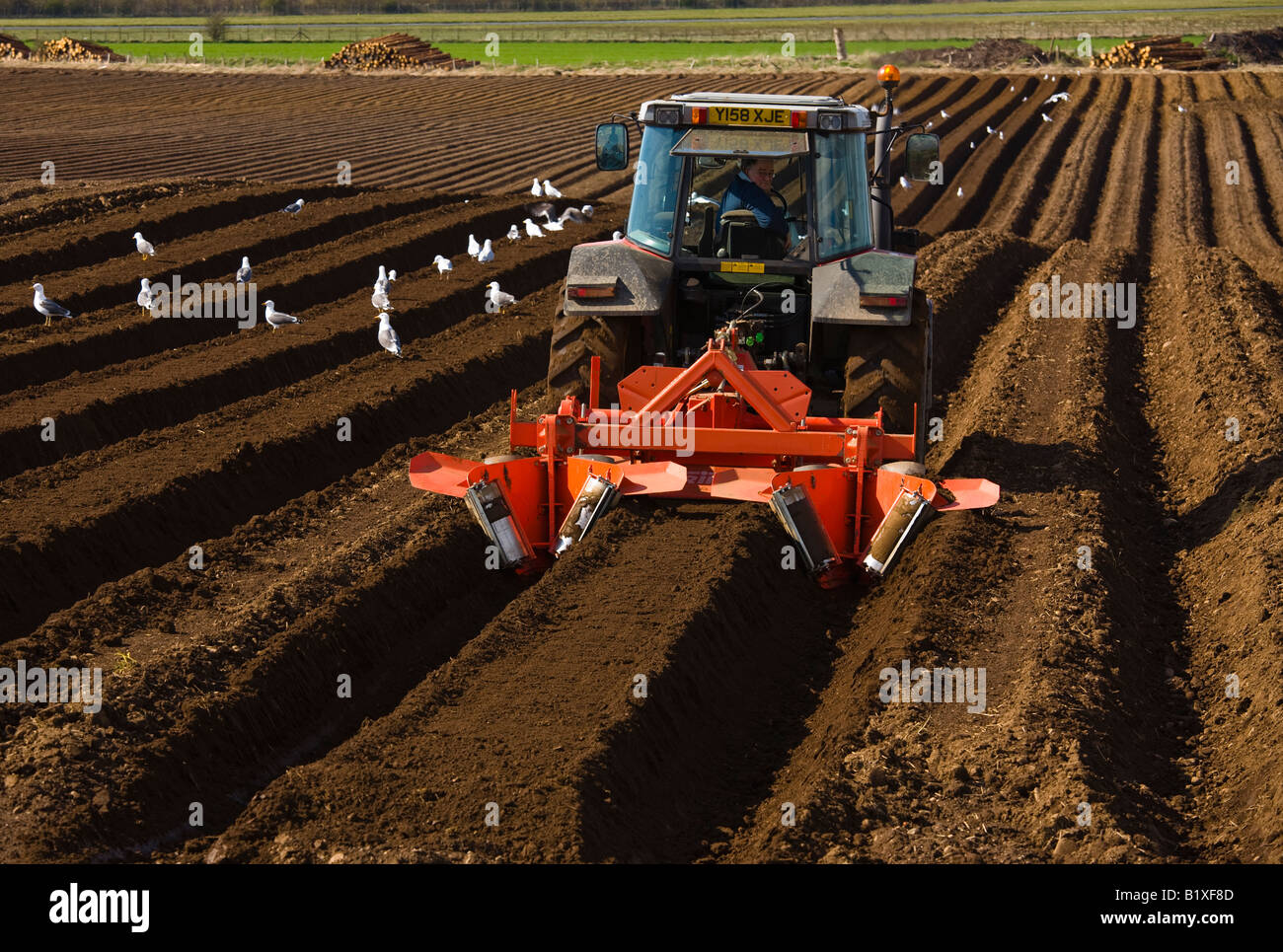 Farmer with tractor tending ploughed furrows getting ready to plant ...
