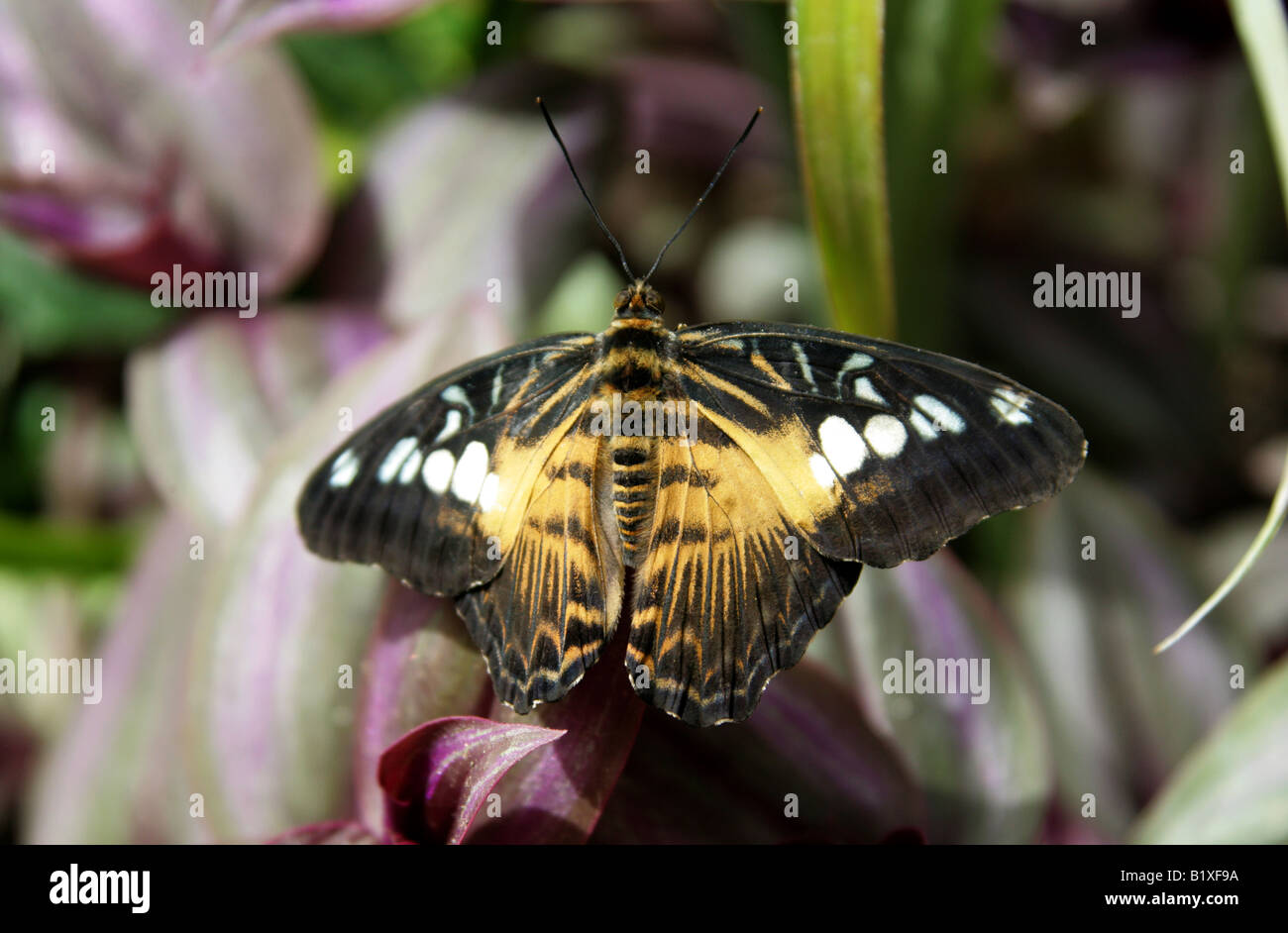 The Clipper Butterfly, Parthenos sylvia philippensis, Nymphalidae ...