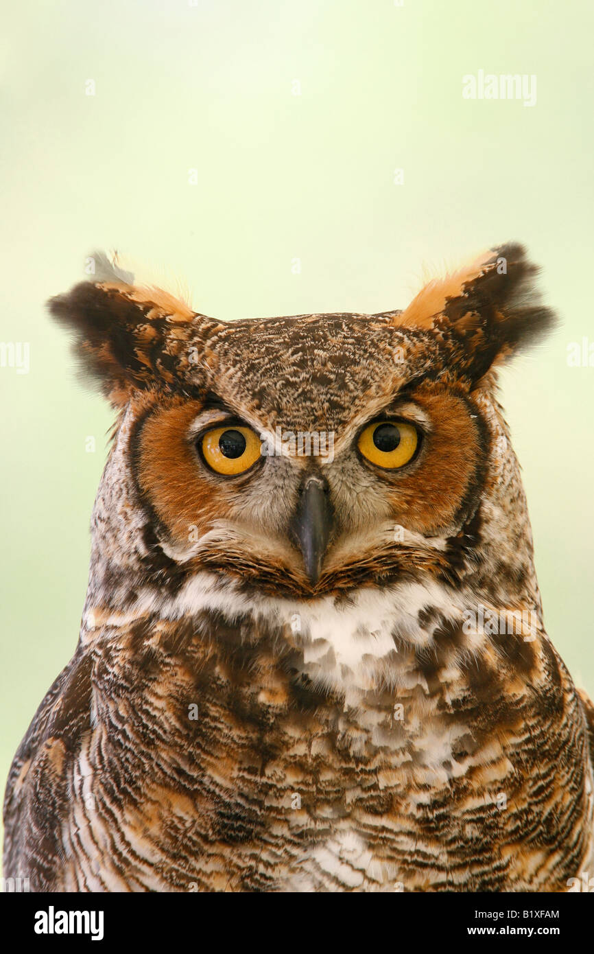 Great Horned Owl Vertical Stock Photo - Alamy