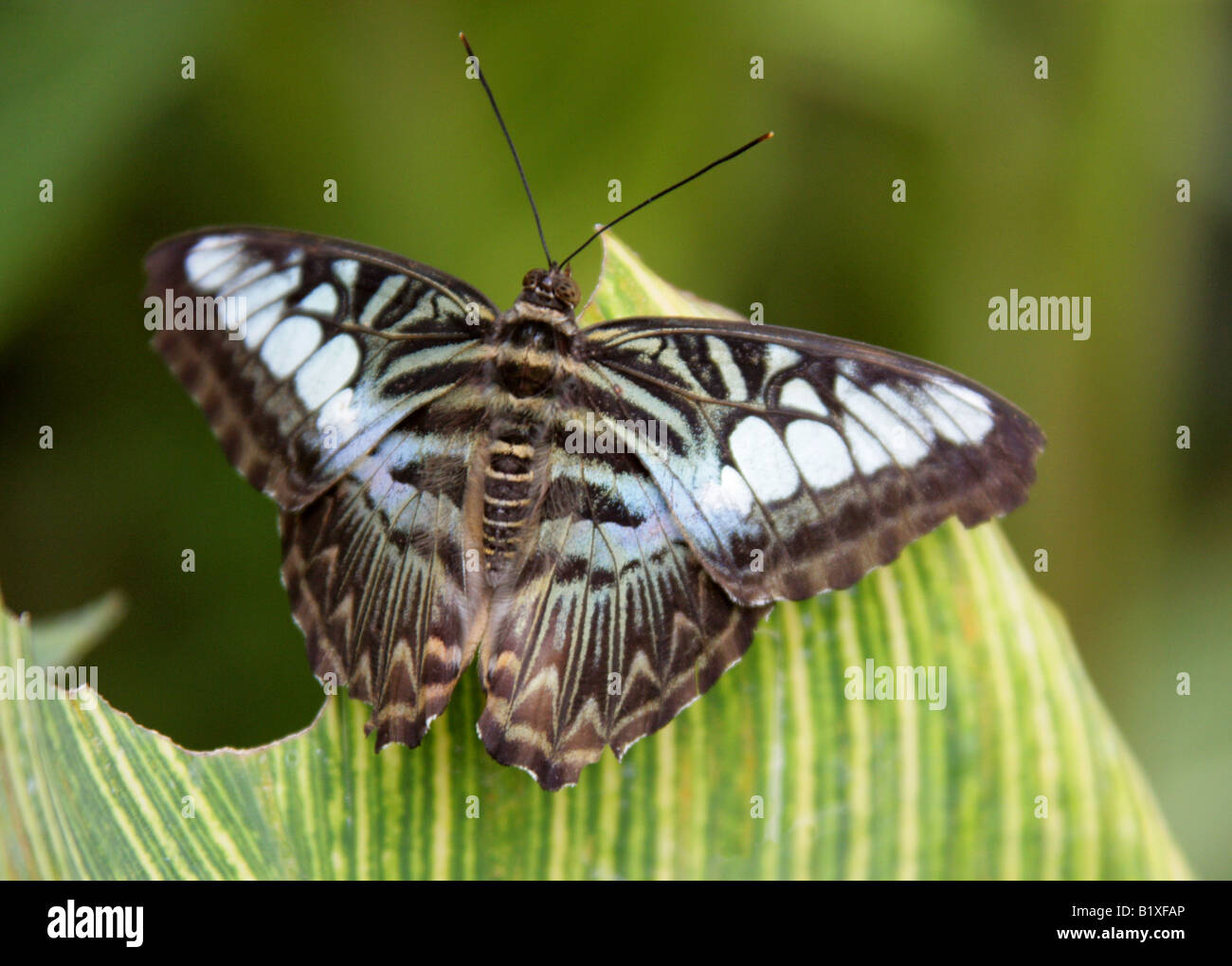 The Blue Clipper Butterfly, Parthenos sylvia lilacinus, Nymphalidae ...
