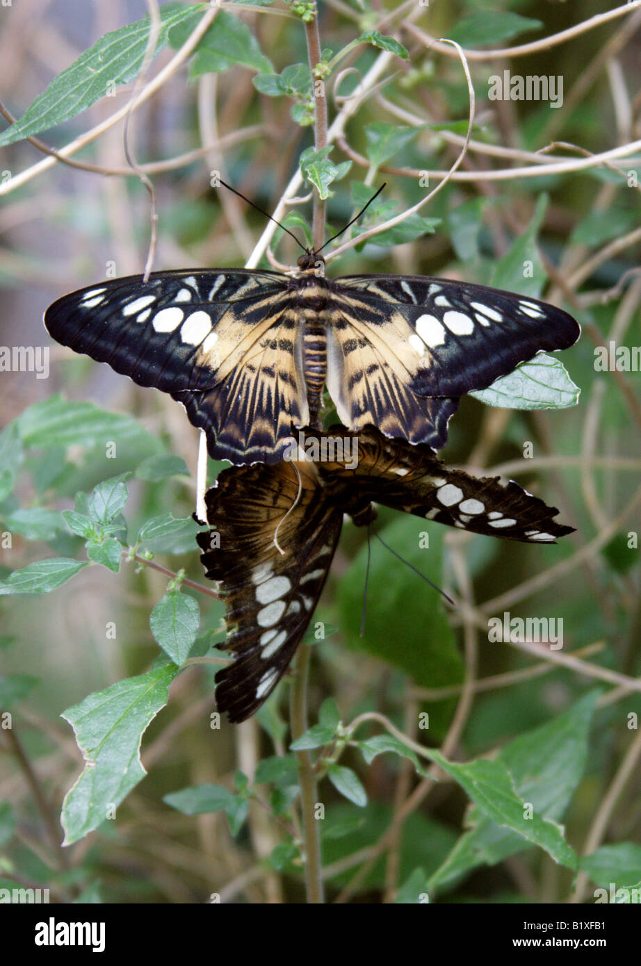 The Clipper Butterfly, Parthenos sylvia philippensis, Nymphalidae ...