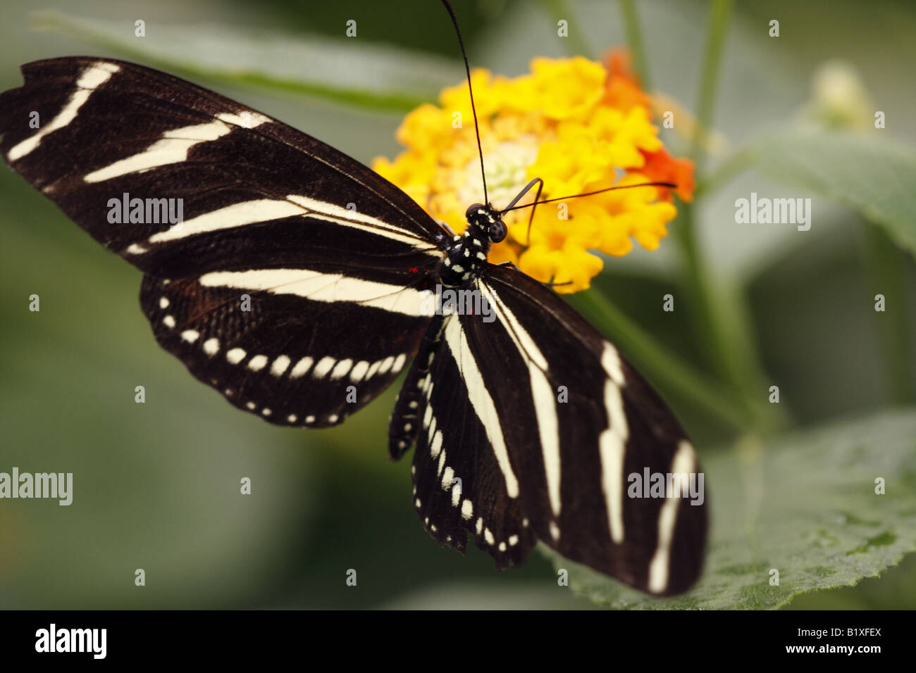 Zebra longwing Heliconius charitonius Stock Photo - Alamy