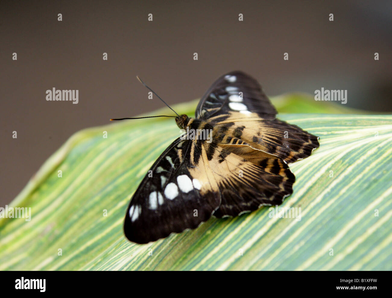 The Clipper Butterfly, Parthenos sylvia philippensis, Nymphalidae ...