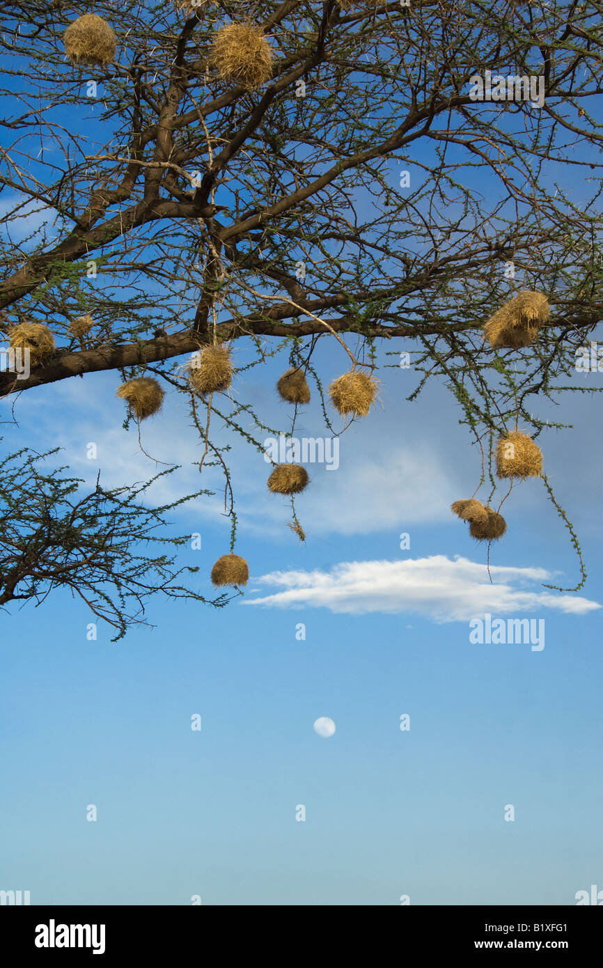 African birds nests hi-res stock photography and images - Alamy