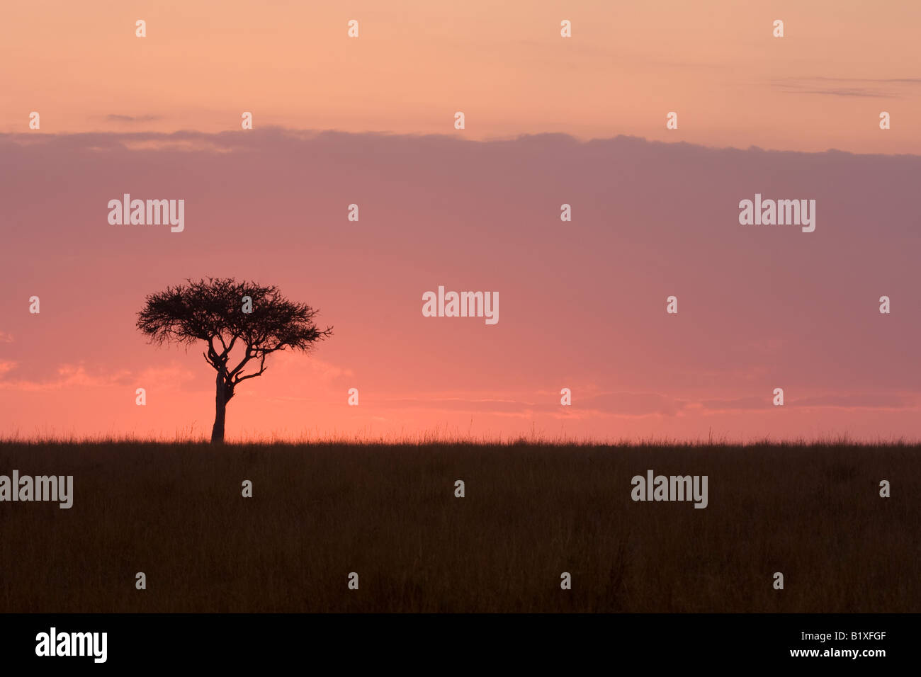Sunrise Shepard tree Stock Photo - Alamy