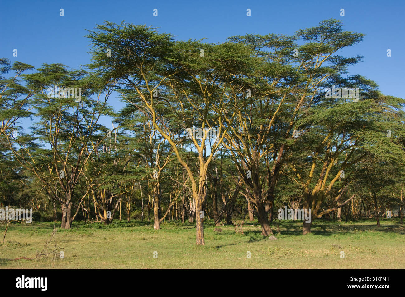 Yellow barked acacia, Kenya, Africa Stock Photo - Alamy