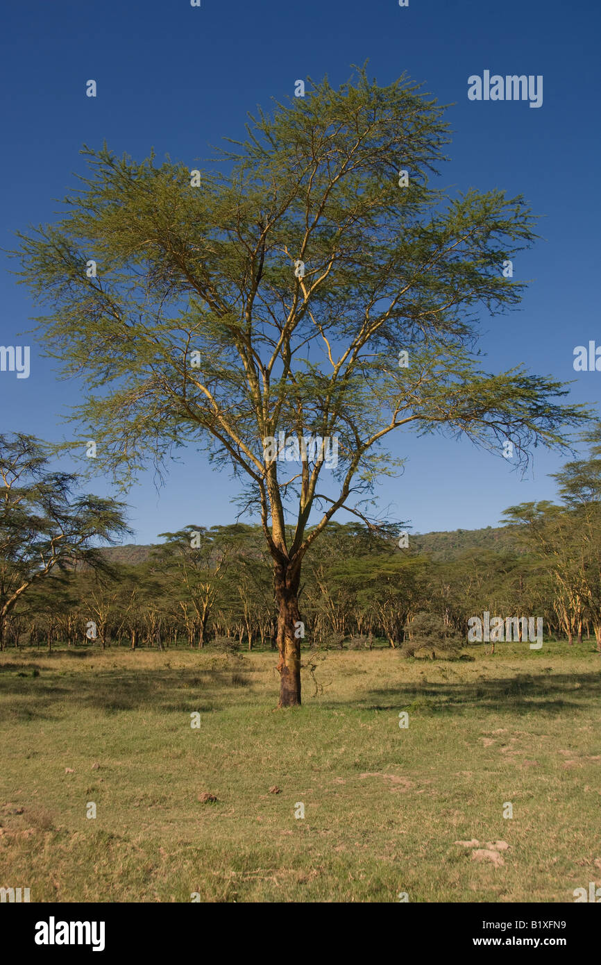 Landscape african acacia trees hi-res stock photography and images - Alamy