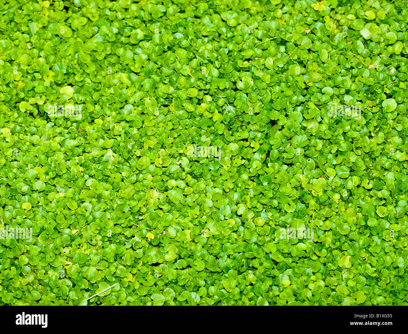 Green live wall from small tiny leaves Stock Photo - Alamy