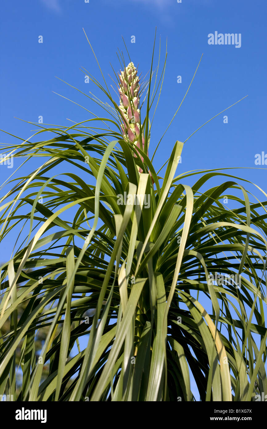 Elephant’s Foot Tree (Nolina recurvata Stock Photo - Alamy