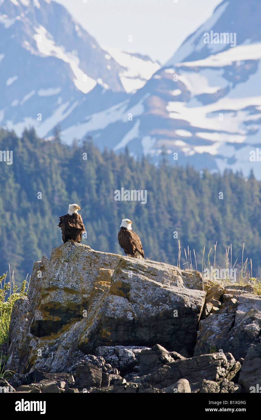 Alaska juneau eagles hi-res stock photography and images - Alamy