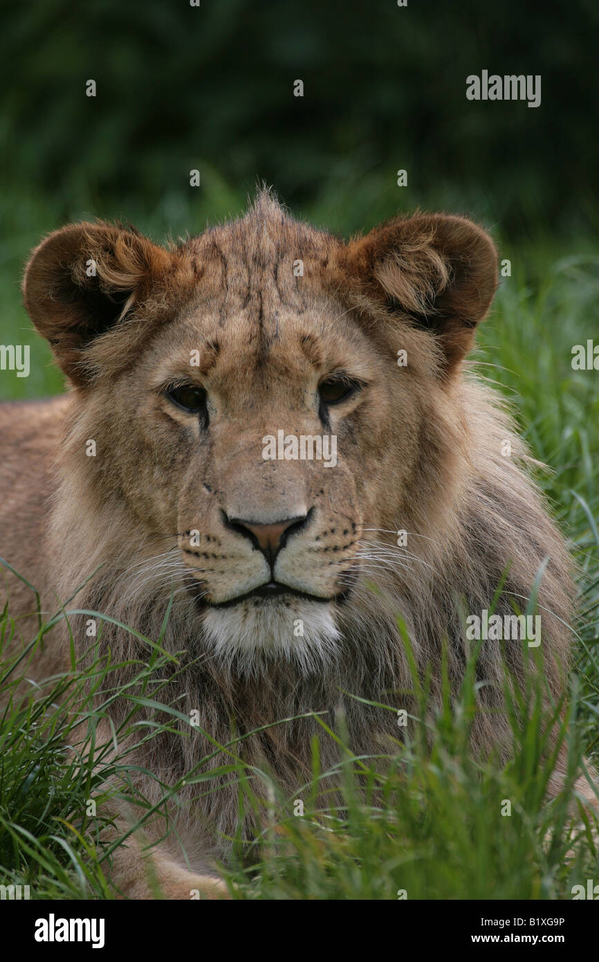 Lion cub Panthera leo Stock Photo - Alamy