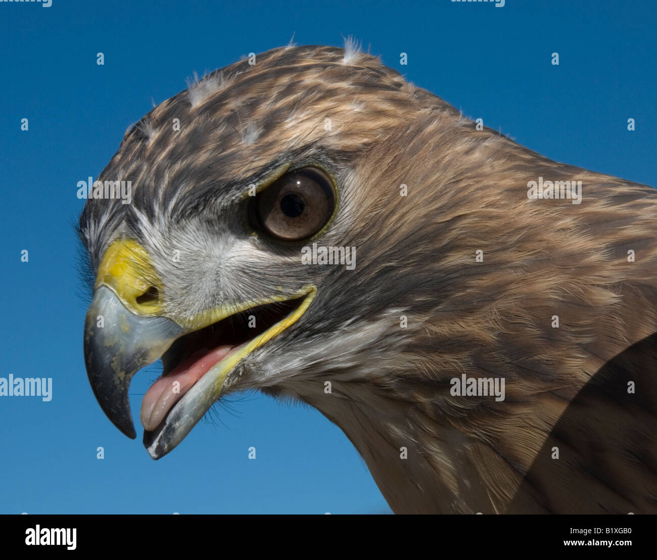 Red Tailed hawk, outdoors, staring intently, blue sky background Stock ...