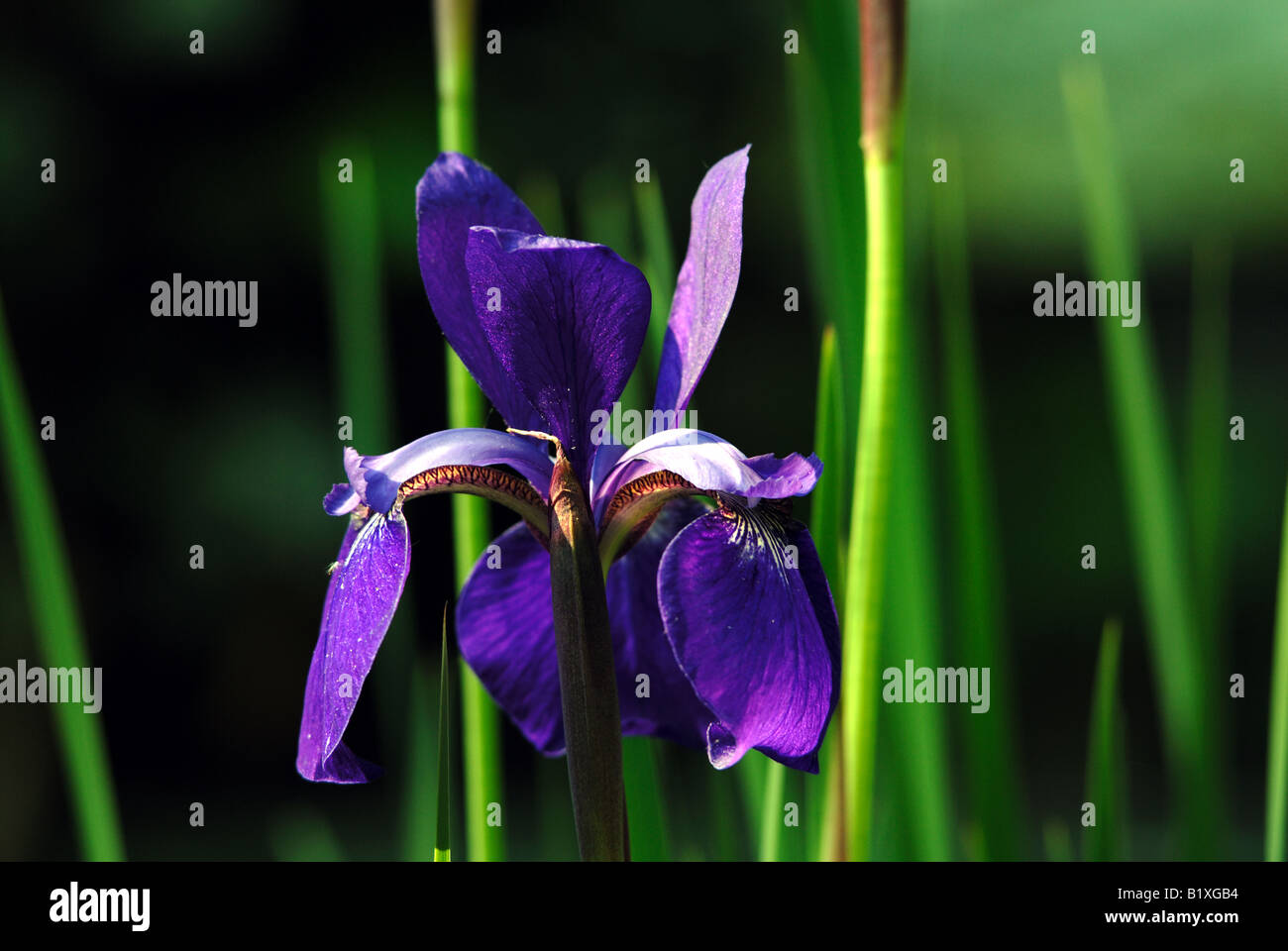 Siberian Iris in full bloom Stock Photo - Alamy