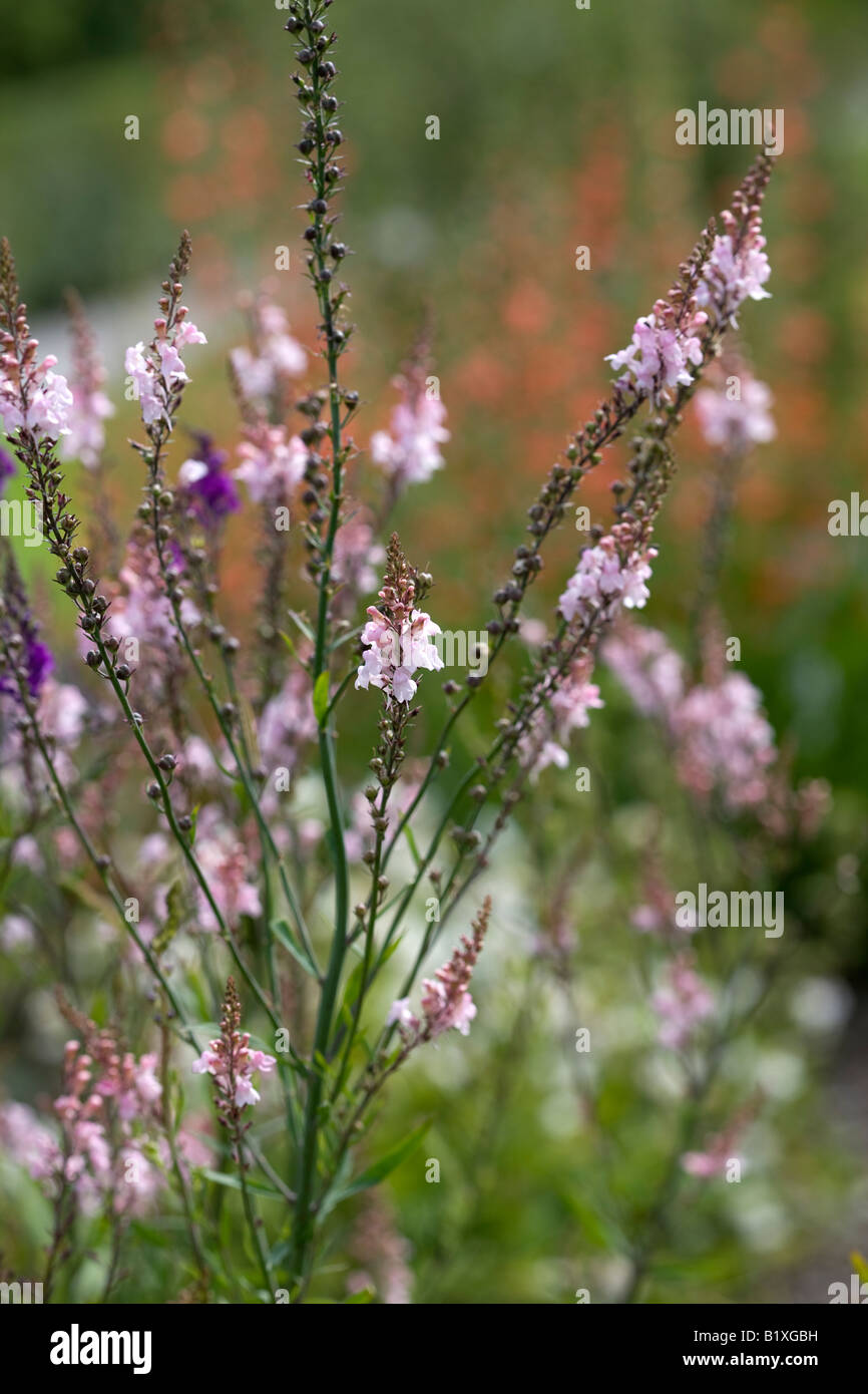Purple linaria hi-res stock photography and images - Alamy