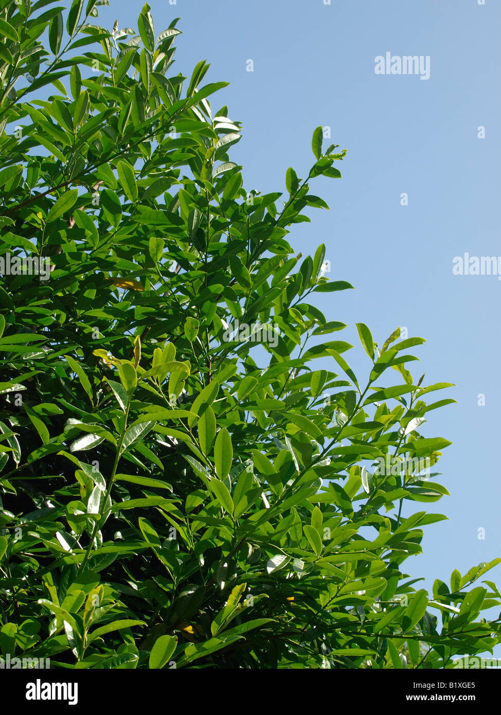 Laurel tree background hi-res stock photography and images - Alamy