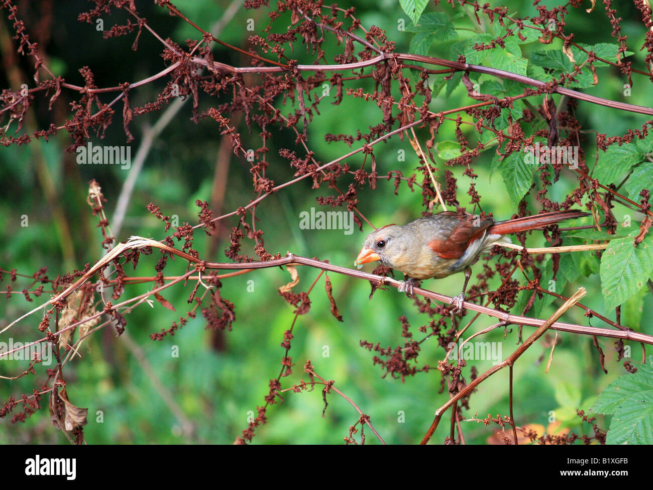 Female Northern Cardinal (Cardinalis cardinalis) with worm to feed ...