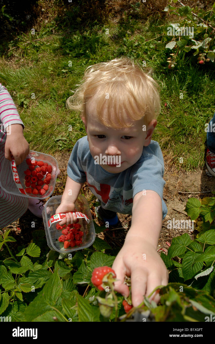 A toddler at a pick your own fruit farm eating raspberries Stock Photo ...