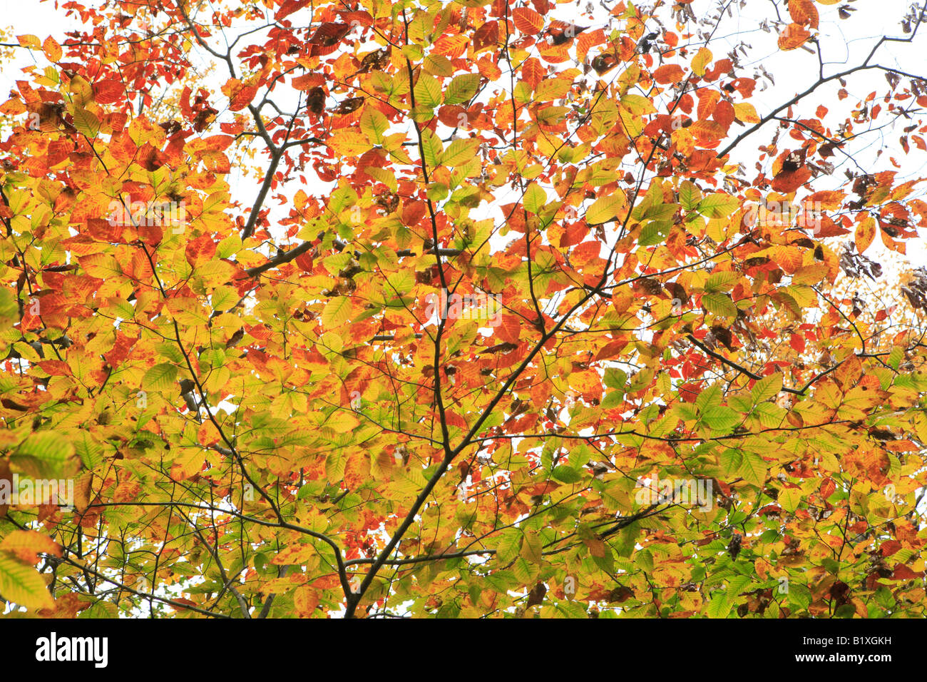 AMERICAN BEECH FAGUS GRANDIFOLIA LEAVES IN FALL IN NEWPORT STATE PARK ...