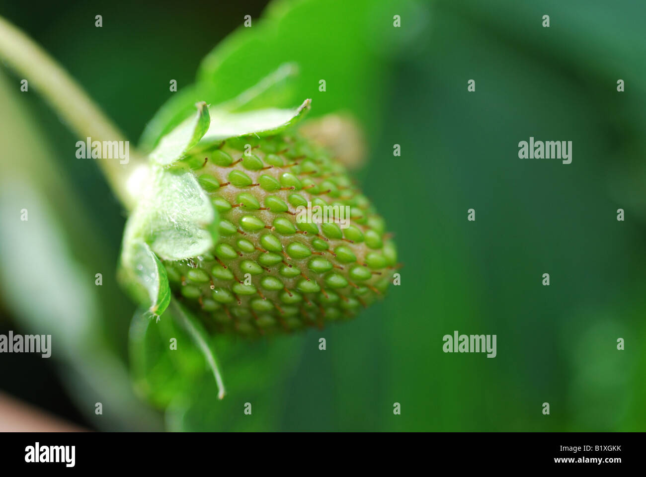 Strawberry plants flowers in hi-res stock photography and images - Alamy