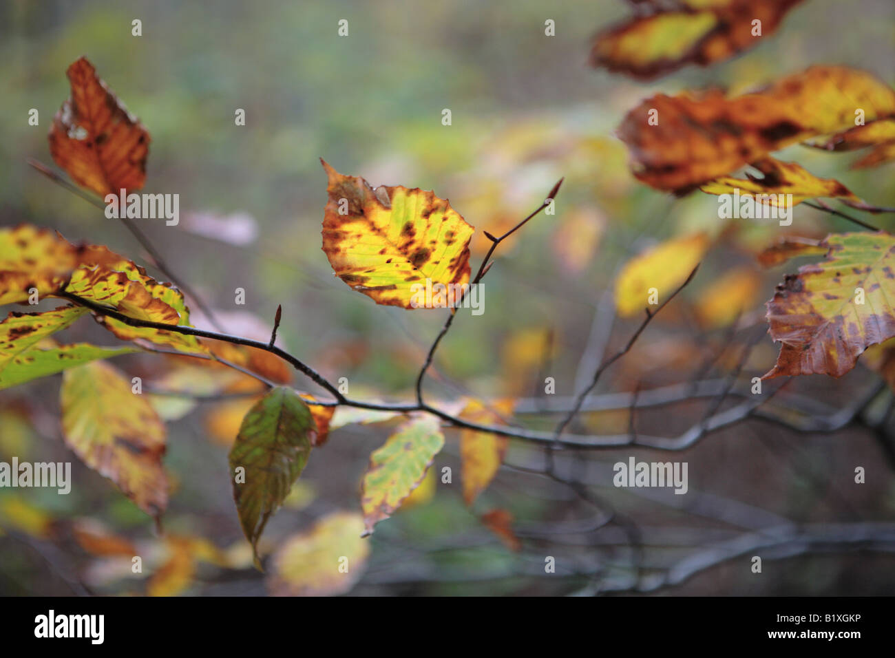 AMERICAN BEECH FAGUS GRANDIFOLIA LEAVES IN FALL IN NEWPORT STATE PARK ...
