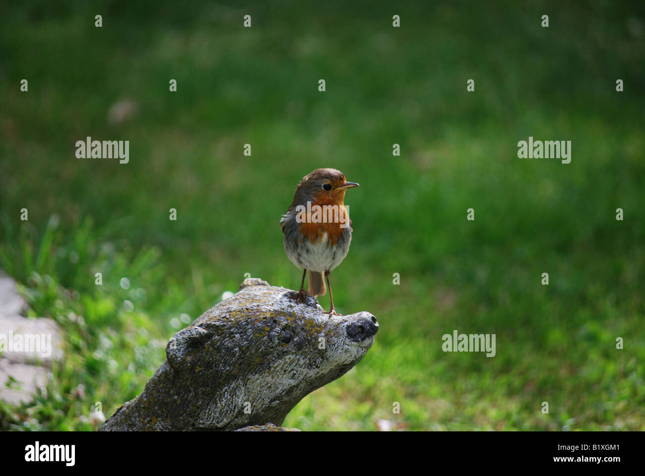Robin bird sitting on a stone figure in the garden Stock Photo - Alamy