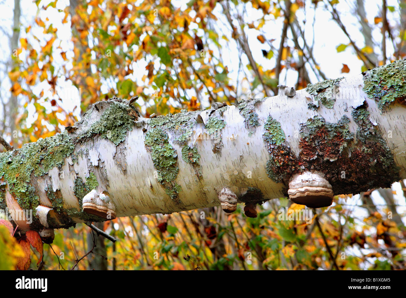 FALLEN BIRCH TREE COVERED WITH GREEN LICHEN AND POLYPORES IN NEWPORT ...