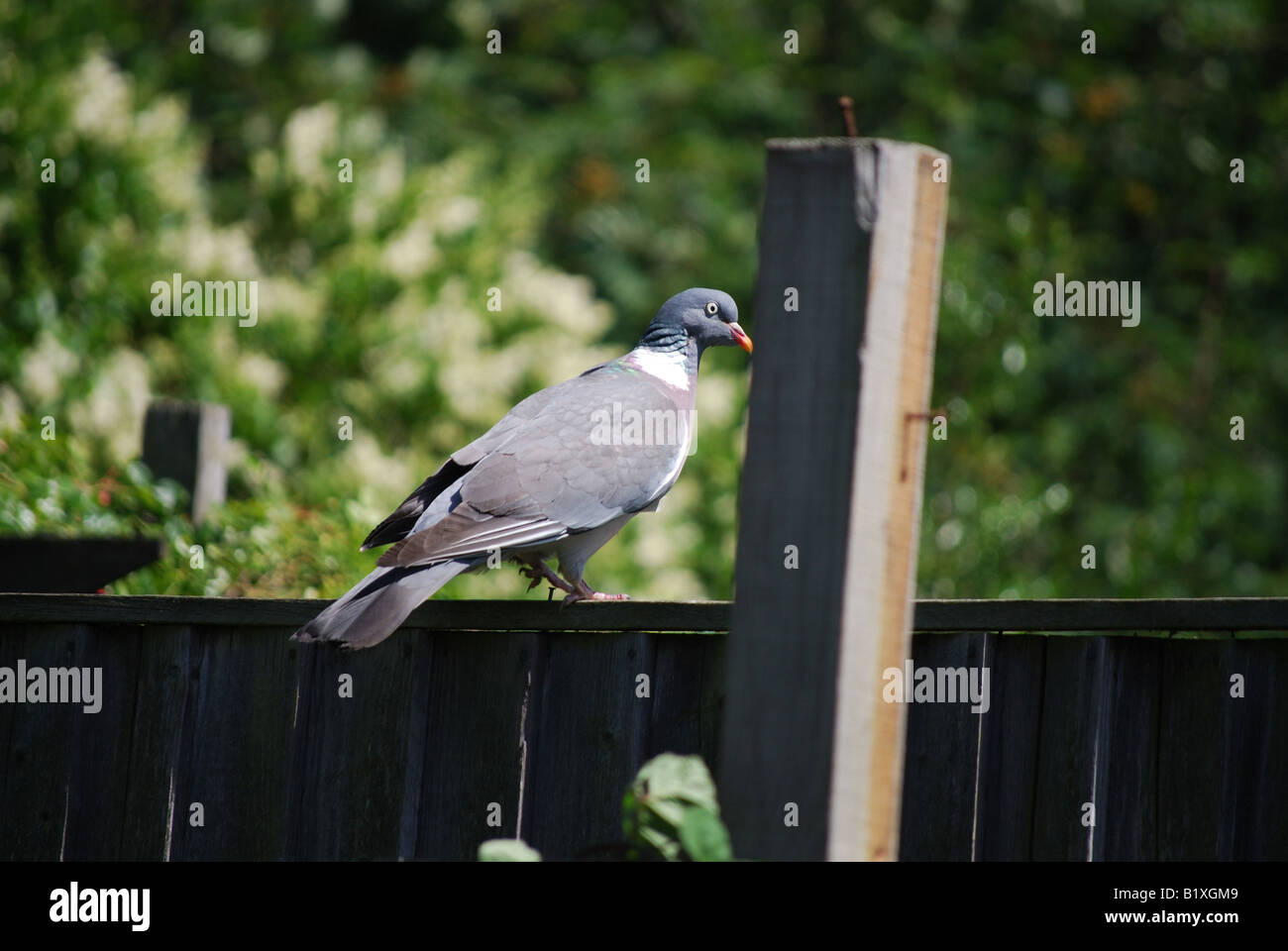 Pidgeon bird hi-res stock photography and images - Alamy
