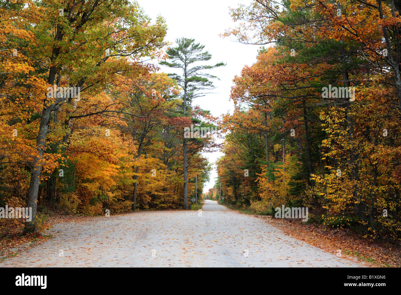EUROPE BAY ROAD IN NEWPORT STATE PARK DOOR COUNTY WISCONSIN USA IN ...