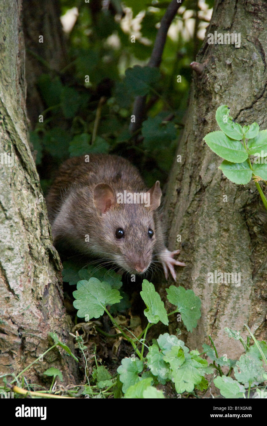 A mouse peeking from between trees Stock Photo - Alamy