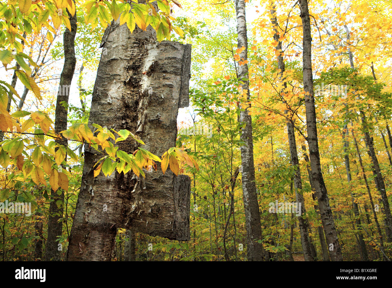 PEELING TREE BARK AND THE AUTUMN FOREST IN NEWPORT STATE PARK DOOR ...