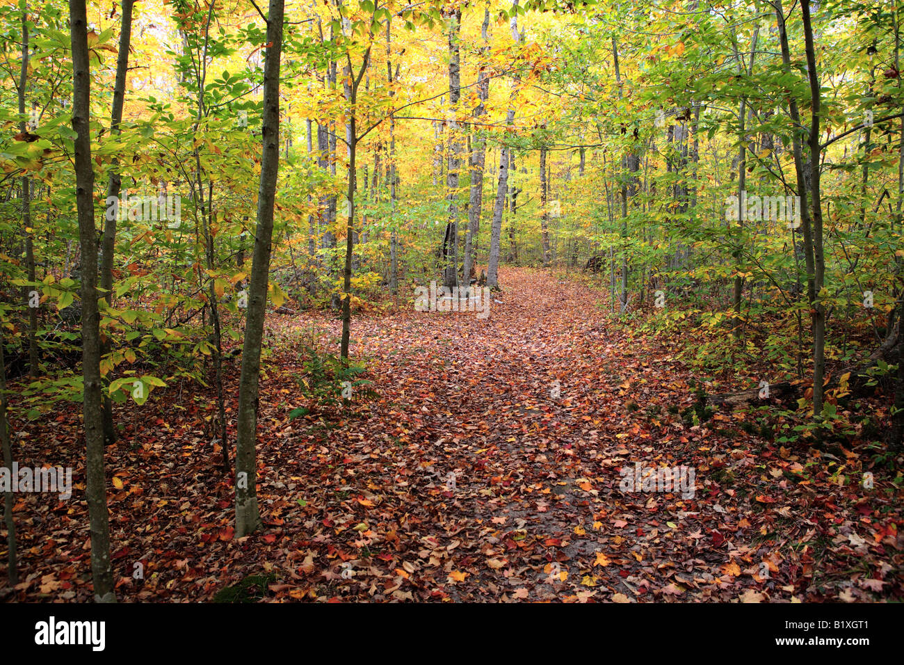 ROWLEYS BAY TRAIL IN NEWPORT STATE PARK DOOR COUNTY WISCONSIN USA IN ...