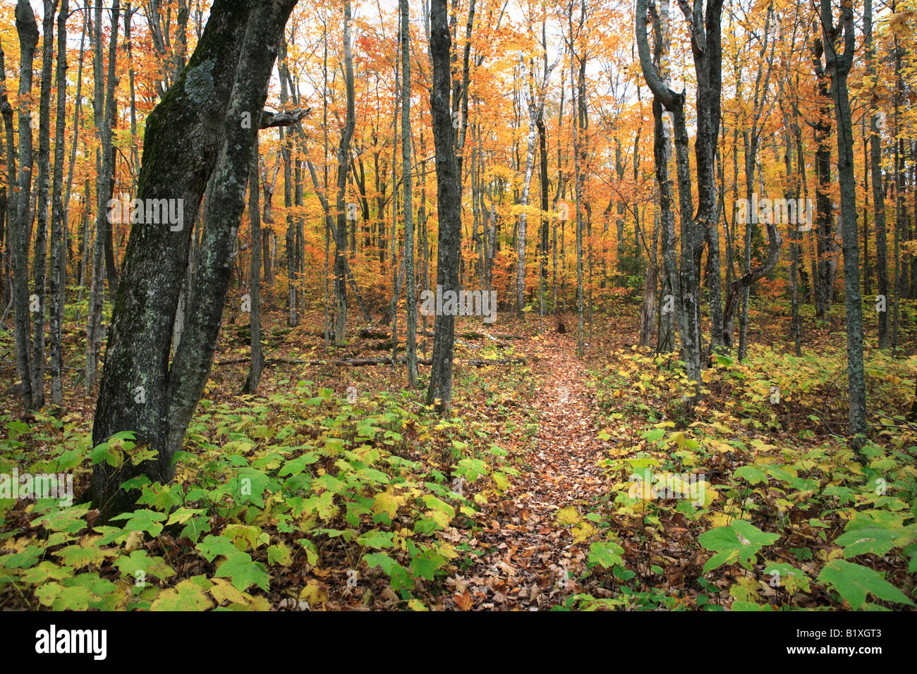 ROWLEYS BAY TRAIL IN NEWPORT STATE PARK DOOR COUNTY WISCONSIN USA IN ...