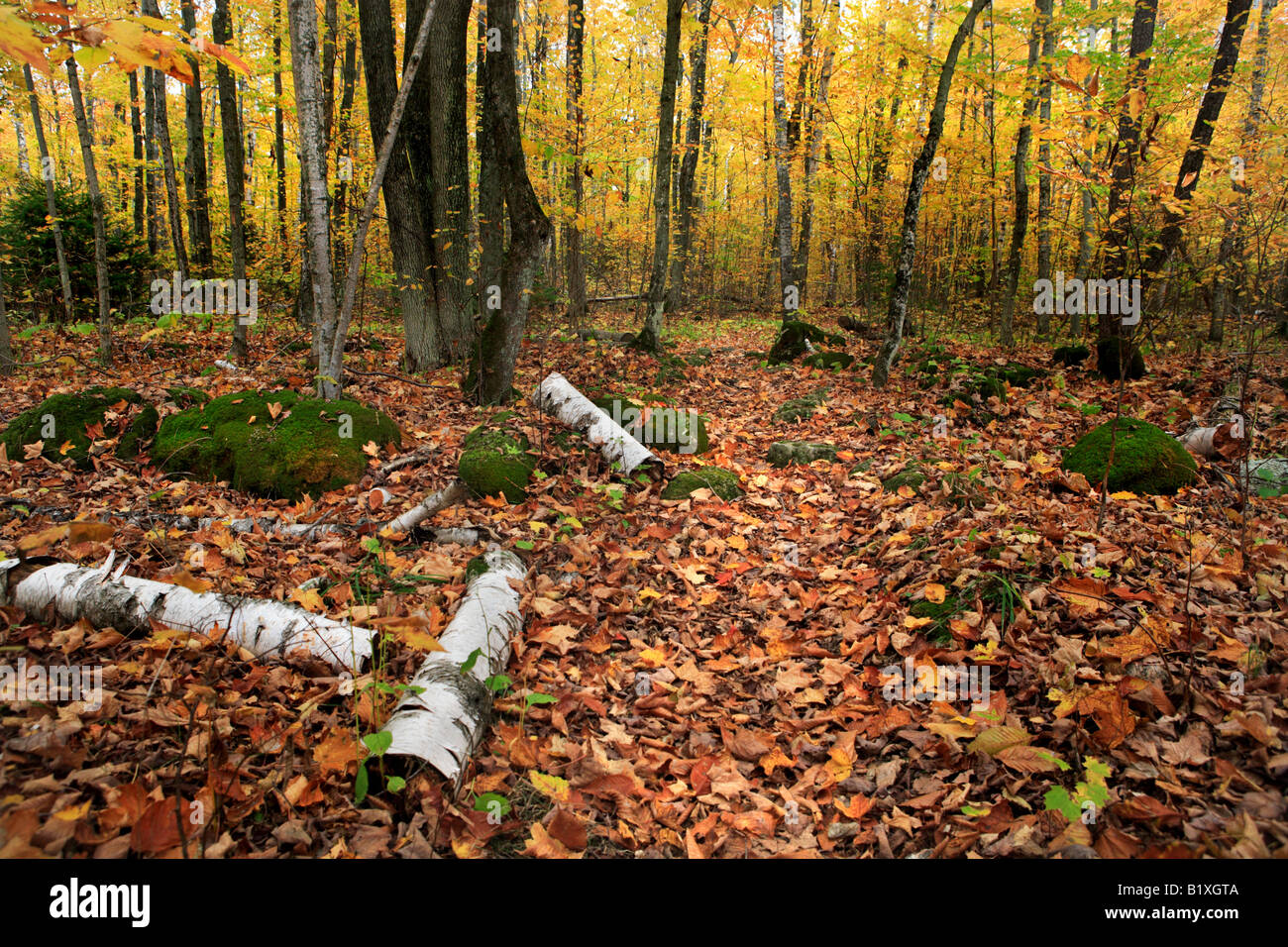 ROWLEYS BAY TRAIL IN NEWPORT STATE PARK DOOR COUNTY WISCONSIN USA IN ...