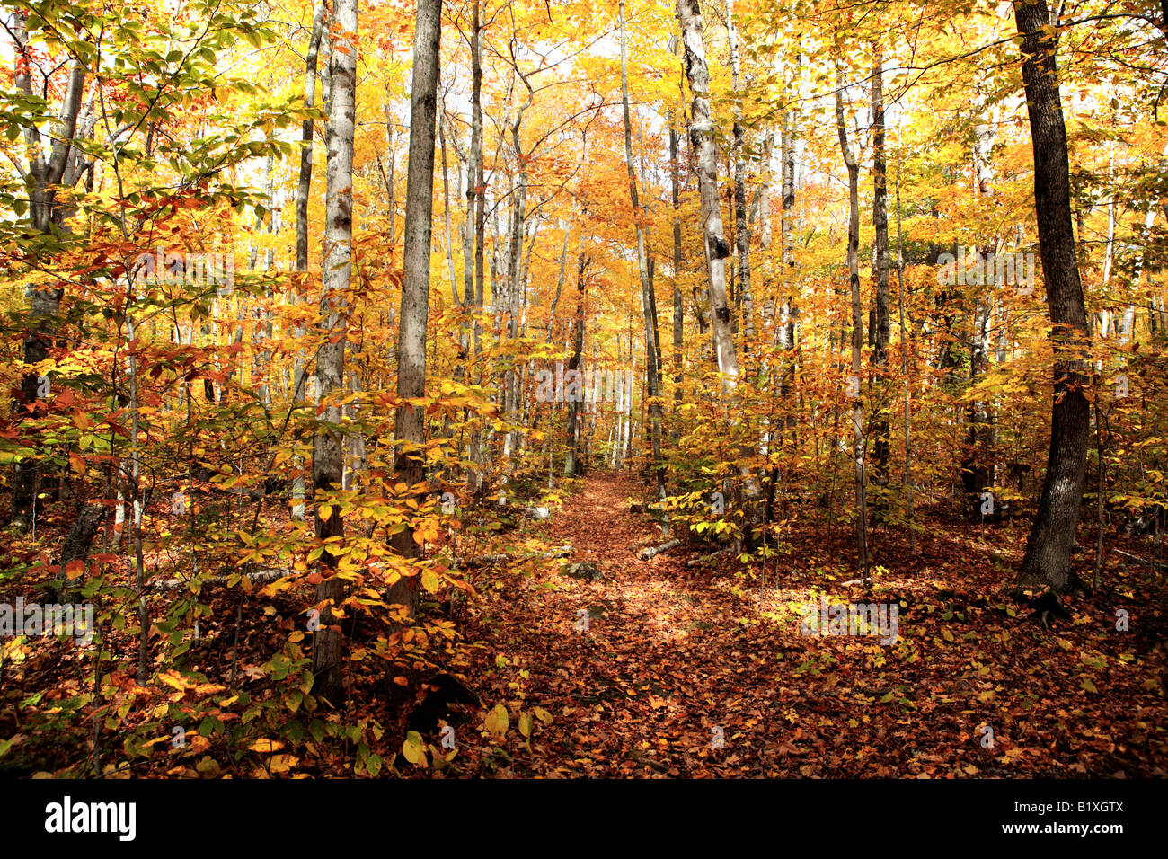 ROWLEYS BAY TRAIL IN NEWPORT STATE PARK DOOR COUNTY WISCONSIN USA IN ...