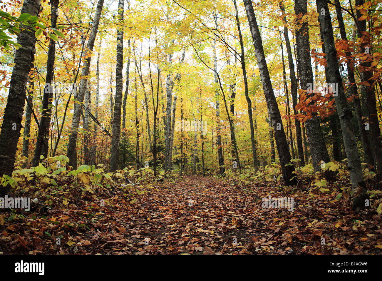 ROWLEYS BAY TRAIL IN NEWPORT STATE PARK DOOR COUNTY WISCONSIN USA IN ...