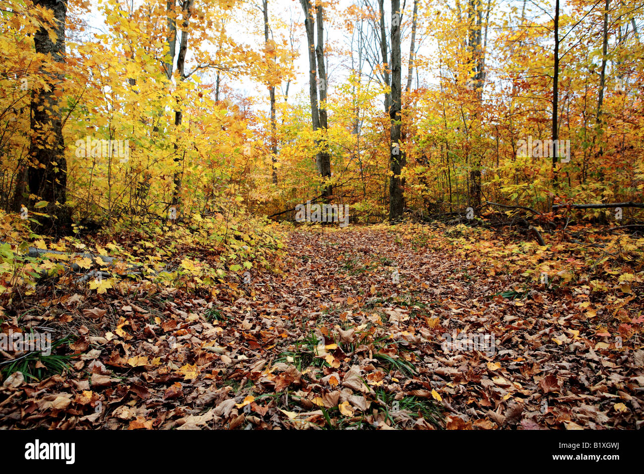 ROWLEYS BAY TRAIL IN NEWPORT STATE PARK DOOR COUNTY WISCONSIN USA IN ...