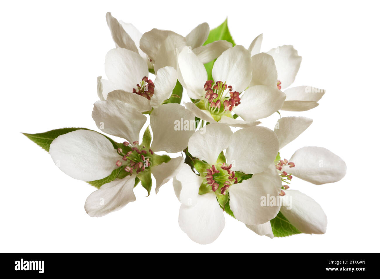 inflorescence of apple flowers isolated on white Useful as a element of ...