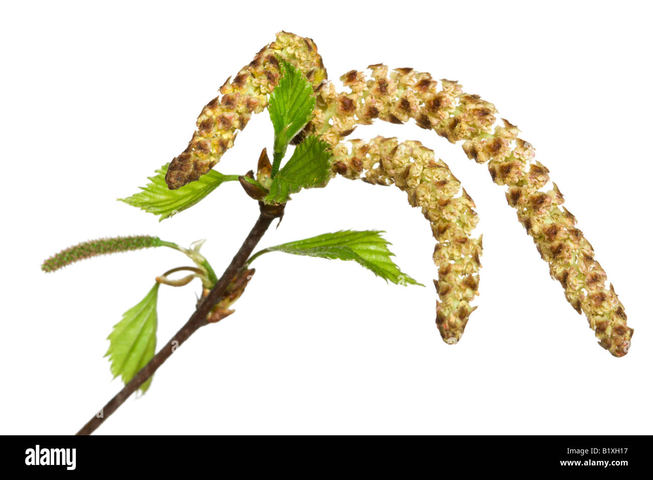 Catkin for pollen Cut Out Stock Images & Pictures - Alamy