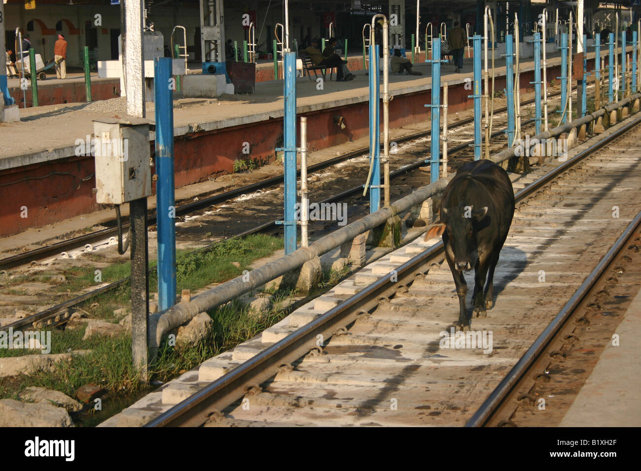 Cow on the train tracks, Varanasi Railway Station, India Stock Photo ...