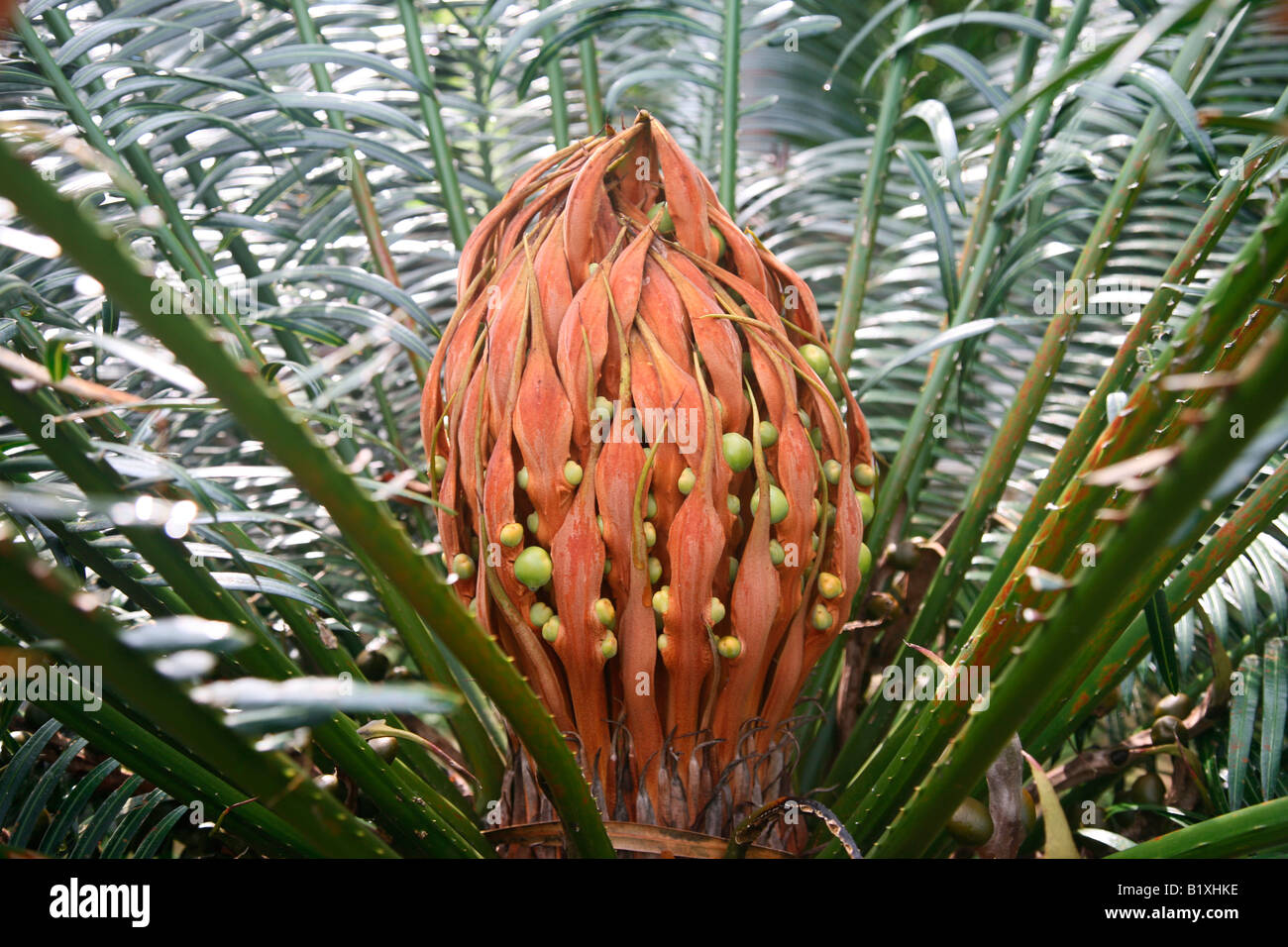 Cycas fruit hi-res stock photography and images - Alamy