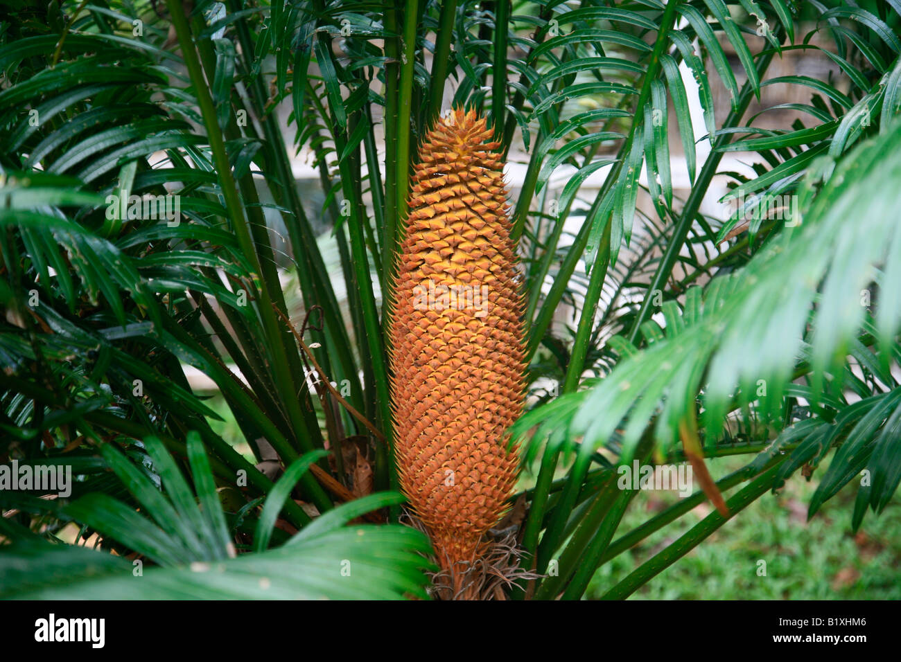 Cycas Fruit High Resolution Stock Photography and Images - Alamy