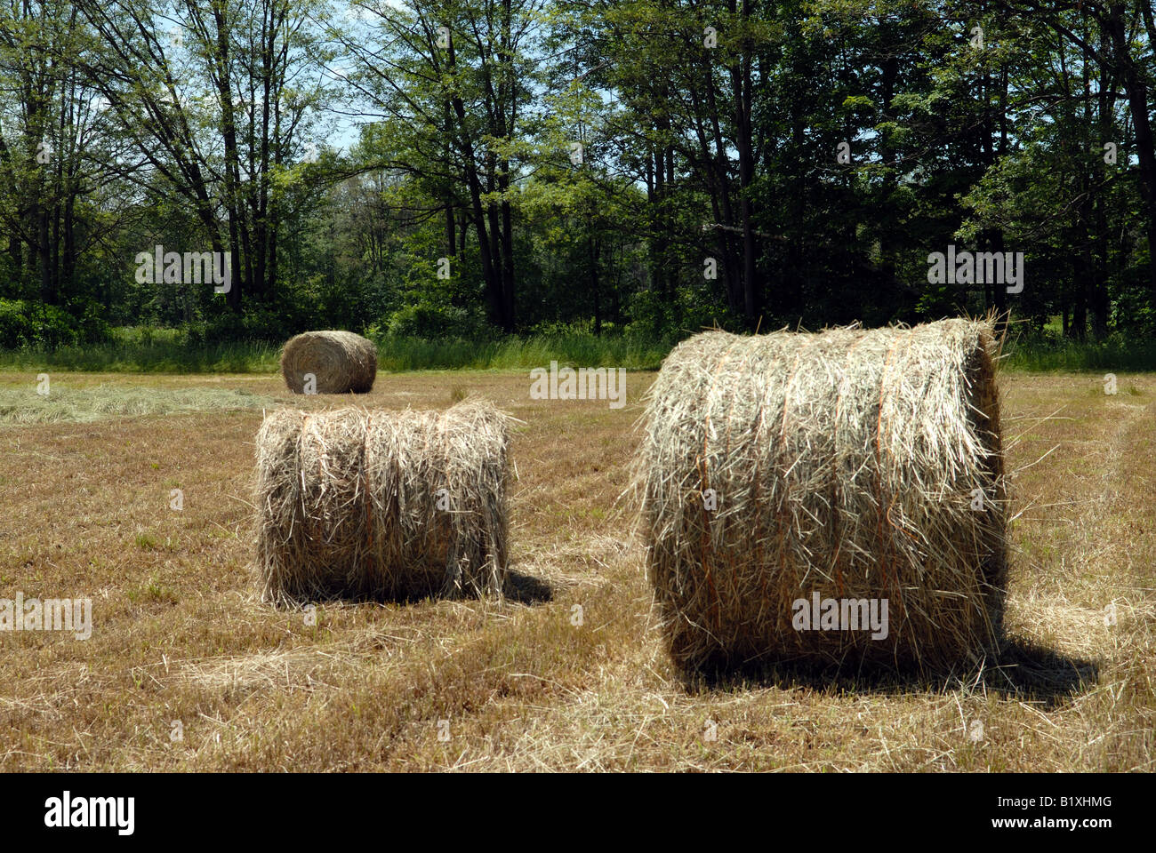 Bales of hay drying in sunshine Stock Photo - Alamy